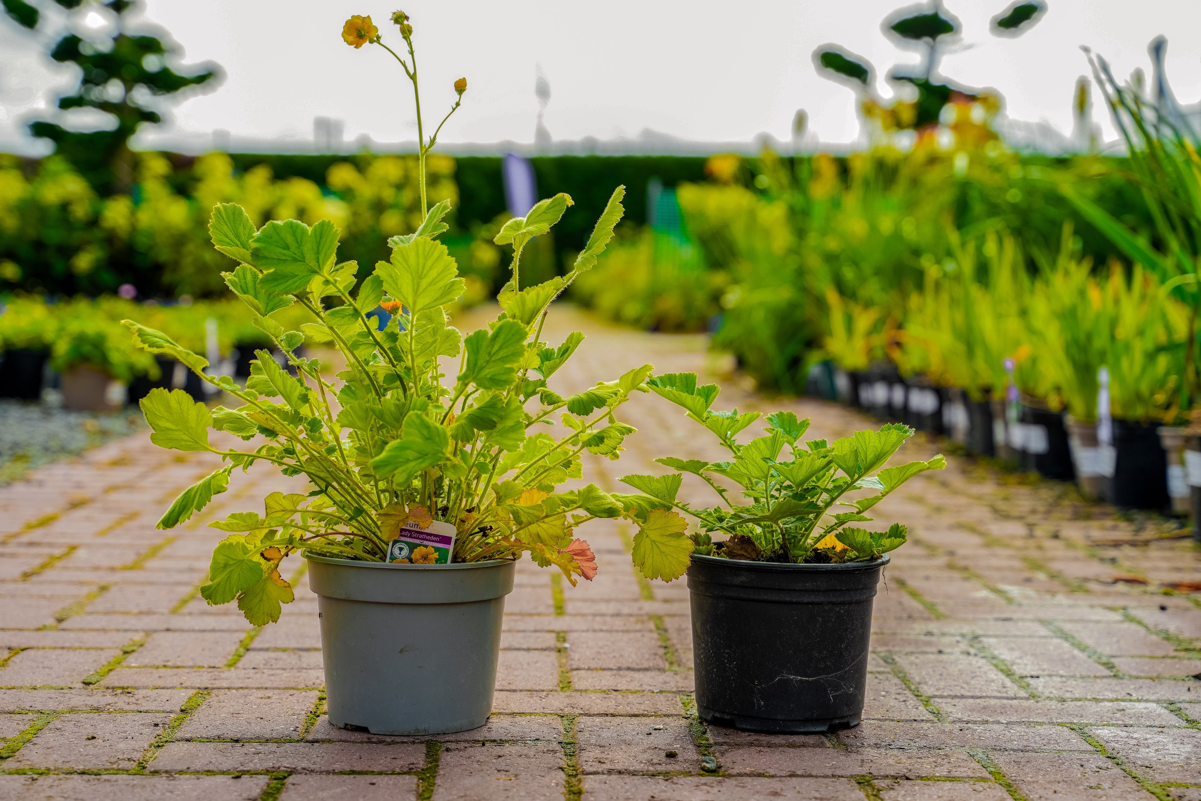Buy Geum Plants Online | Flourish Overhauls Garden & Maintenance