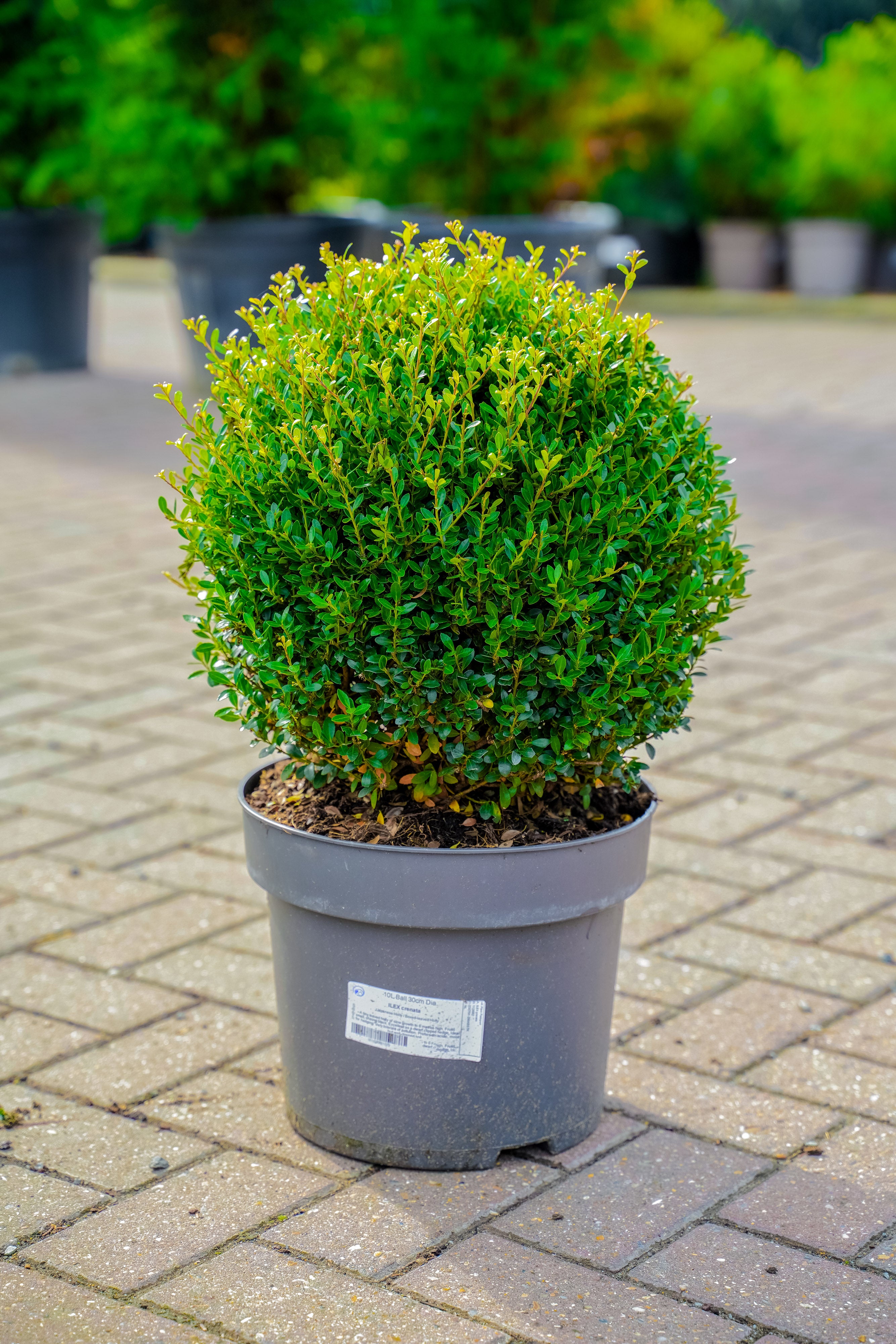 Ilex Crenata - Topiary Ball | Flourish Overhauls Garden & Maintenance