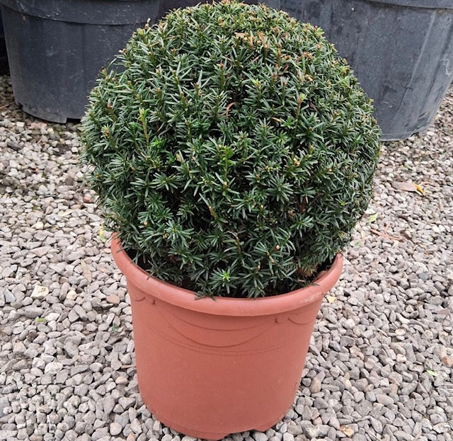 Taxus Baccata - Dome shape – Flourish Overhauls Garden & Maintenance
